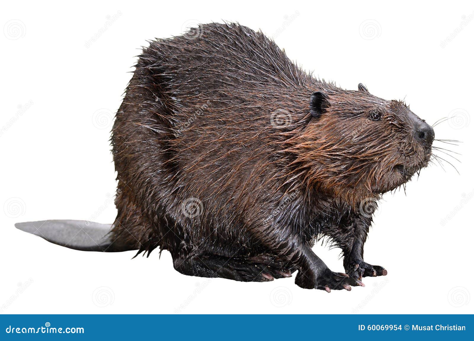 Isolated North American Beaver Stock Photo - Image: 60069954