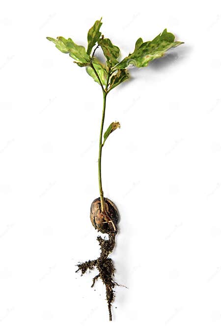 Isolated oak sapling stock image. Image of nature, leaf - 43212589