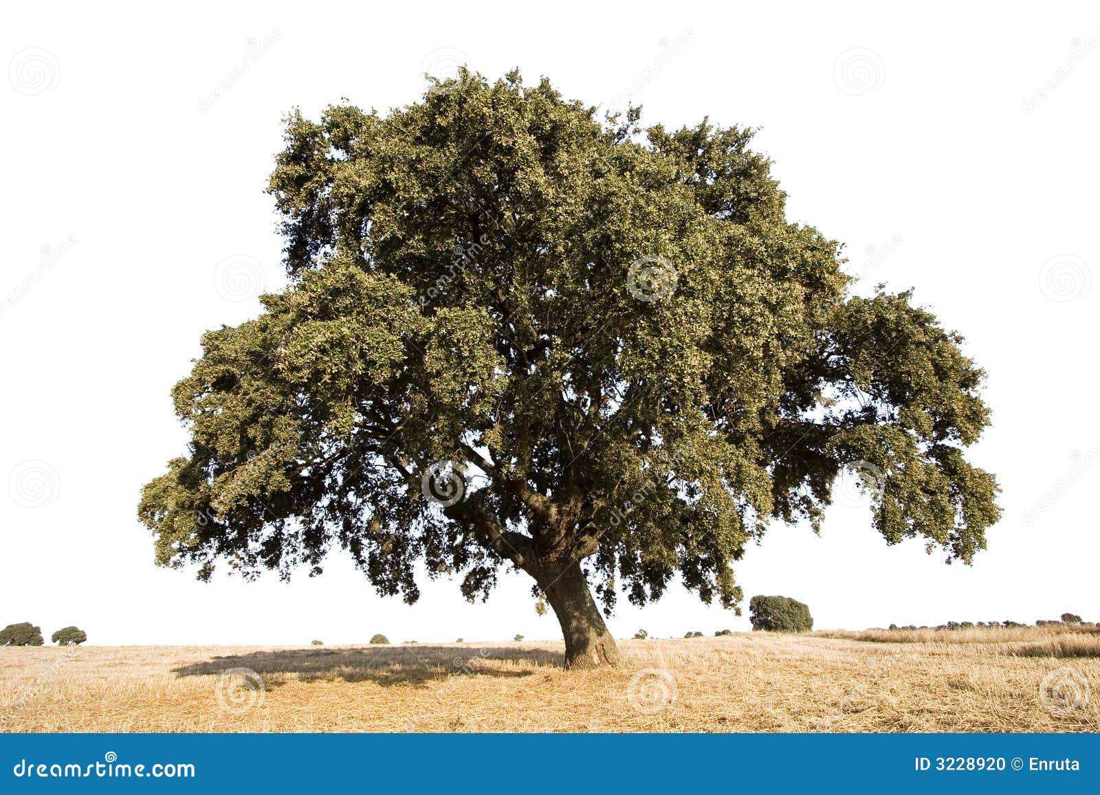 Isolated oak tree stock photo. Image of pasture, forms - 3228920