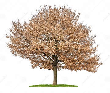 An Isolated Oak Tree with Autumn Foliage Stock Photo - Image of ...