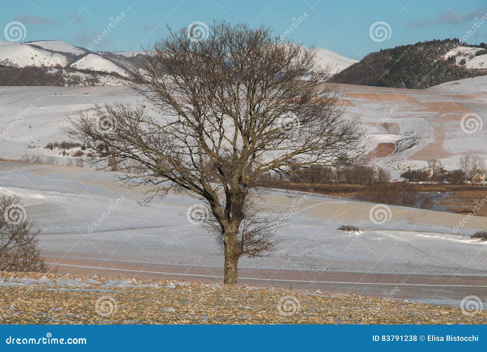 Isolated Oak Tree in the Snow Stock Photo - Image of agriculture ...