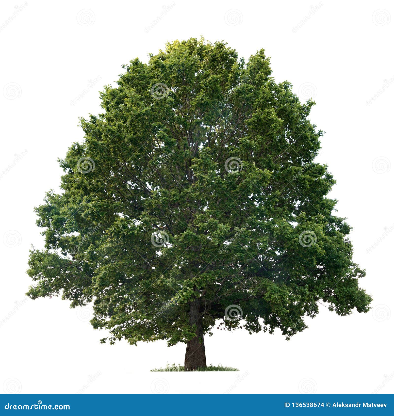 Isolated Oak Tree on a White Background Stock Photo - Image of huge ...