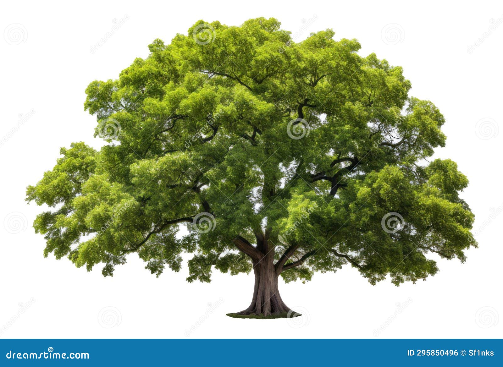 Isolated Oak Tree on a White Background Stock Illustration ...
