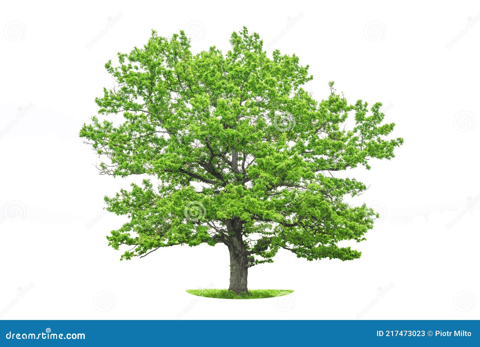 Isolated Oak Tree on a White Background. Trees Isolated Used for Design ...