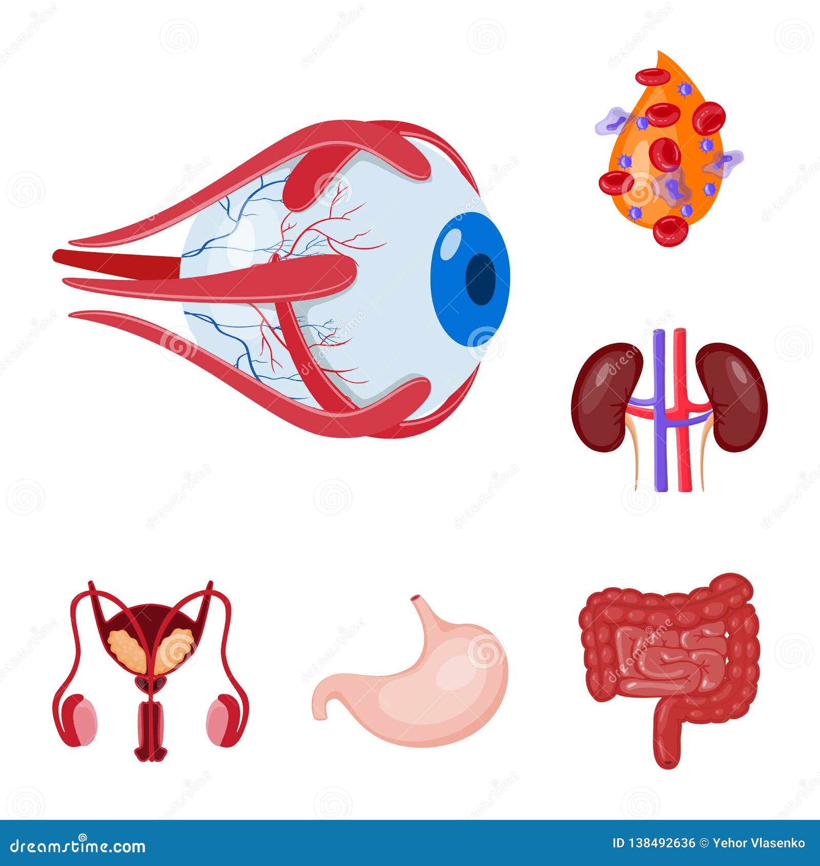 Isolated Object of Anatomy and Organ Sign. Collection of Anatomy and ... Isolated Object of Anatomy and Organ Sign. Collection of Anatomy and ...