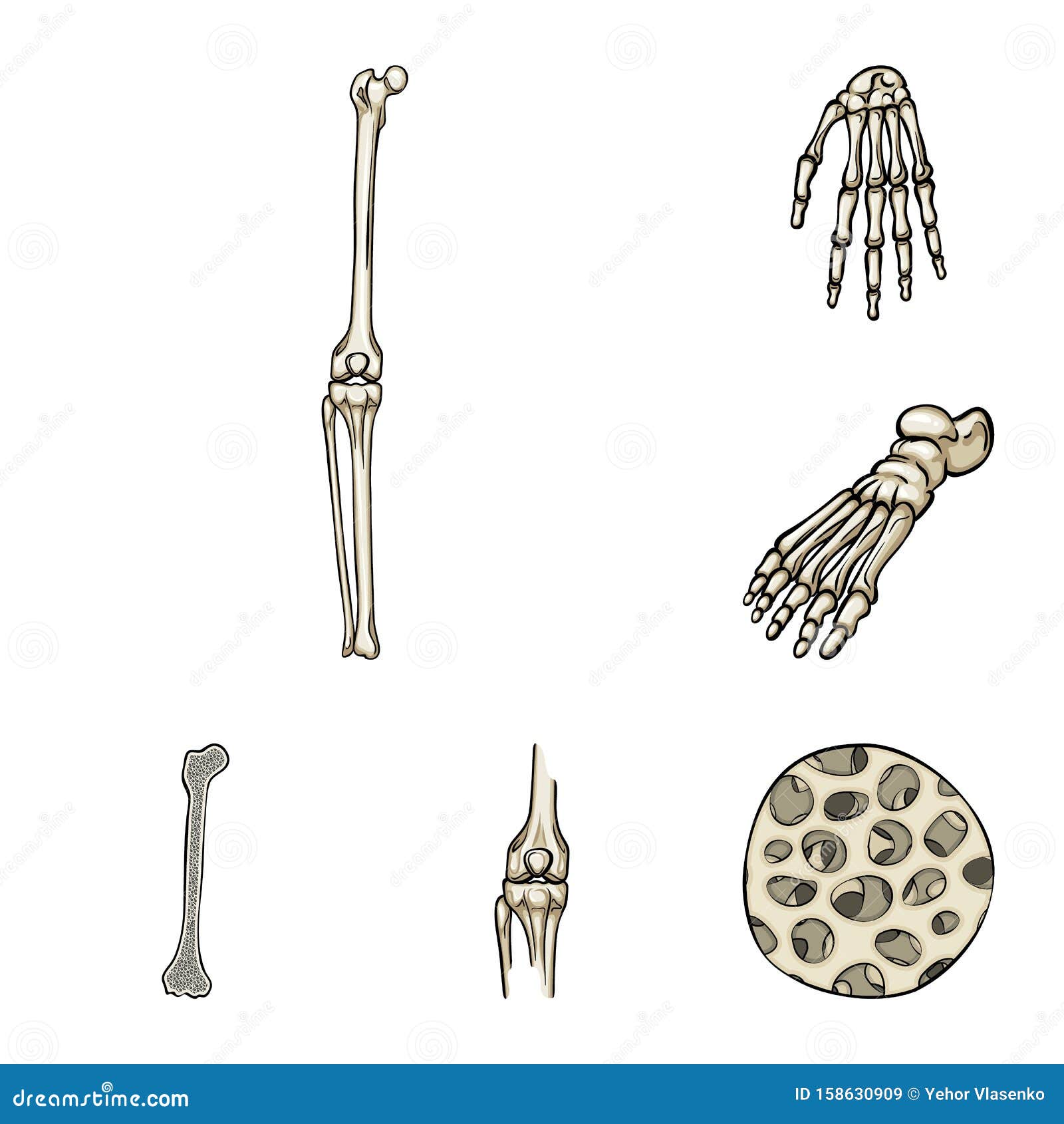 Isolated Object of Bone and Skeleton Icon. Set of Bone and Human Vector ...