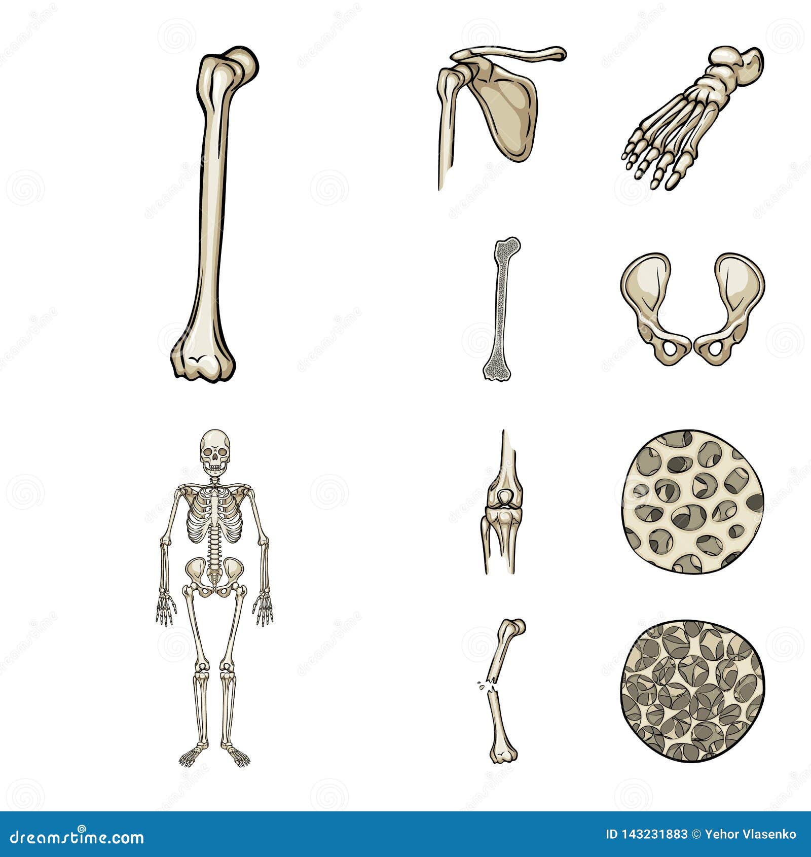 Isolated Object of Bone and Skeleton Symbol. Collection of Bone and ...