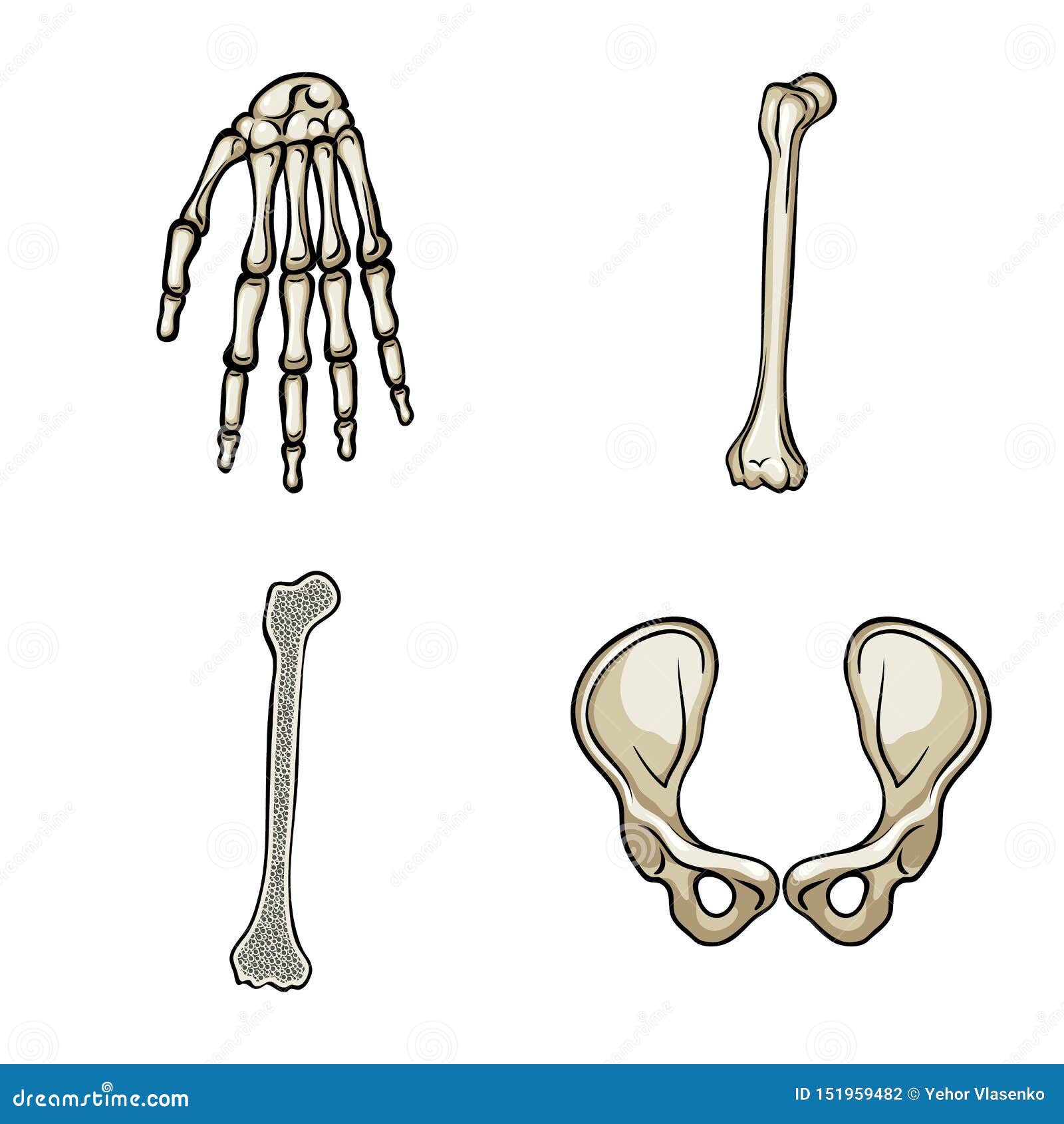 Isolated Object of Bone and Skeleton Symbol. Collection of Bone and ...