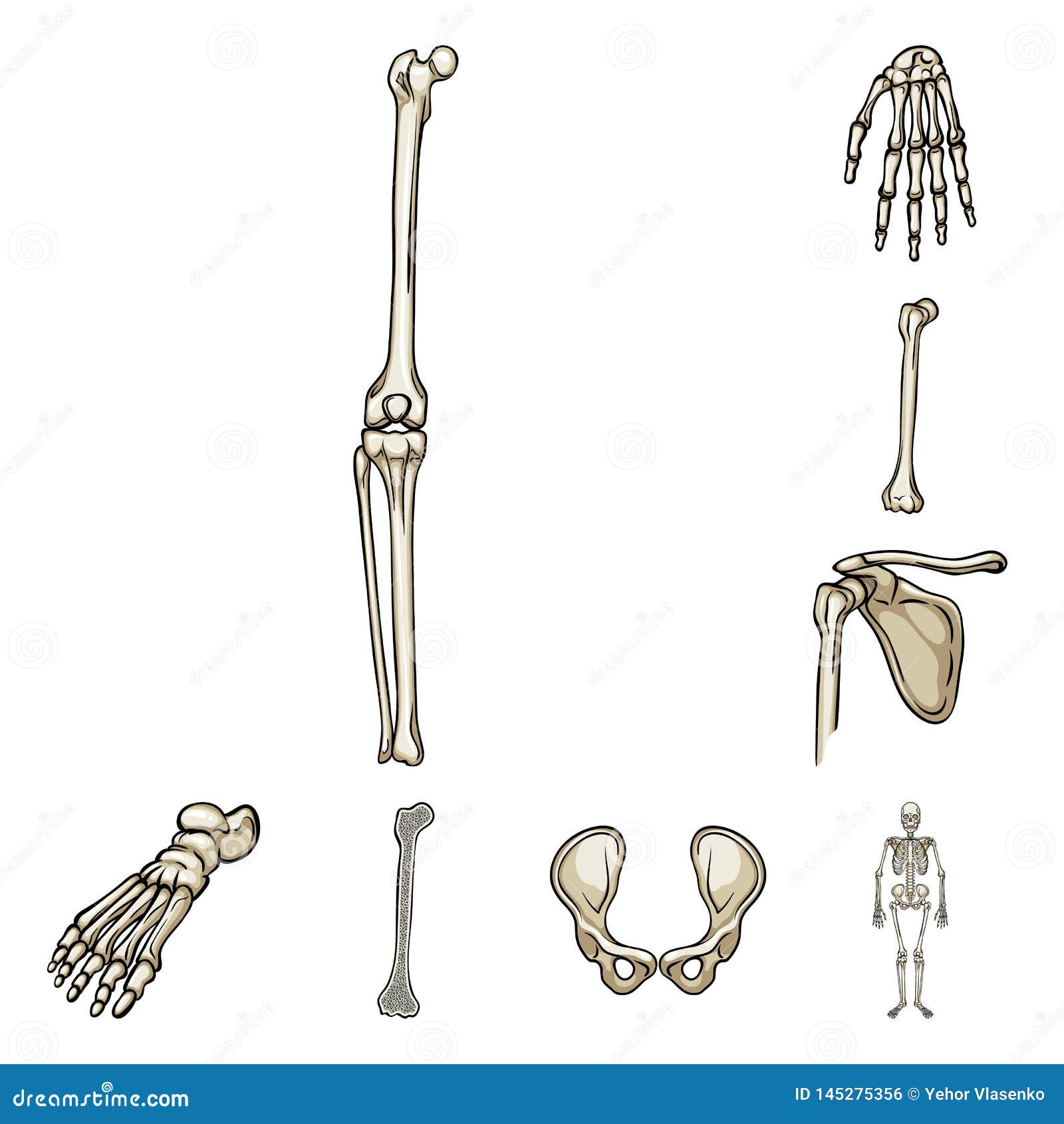 Isolated Object of Bone and Skeleton Symbol. Set of Bone and Human ...