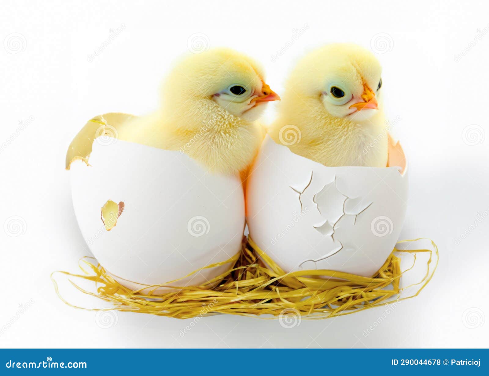 Isolated Object Shot of Two Chick Hatchlings. Baby Yellow Chickens ...