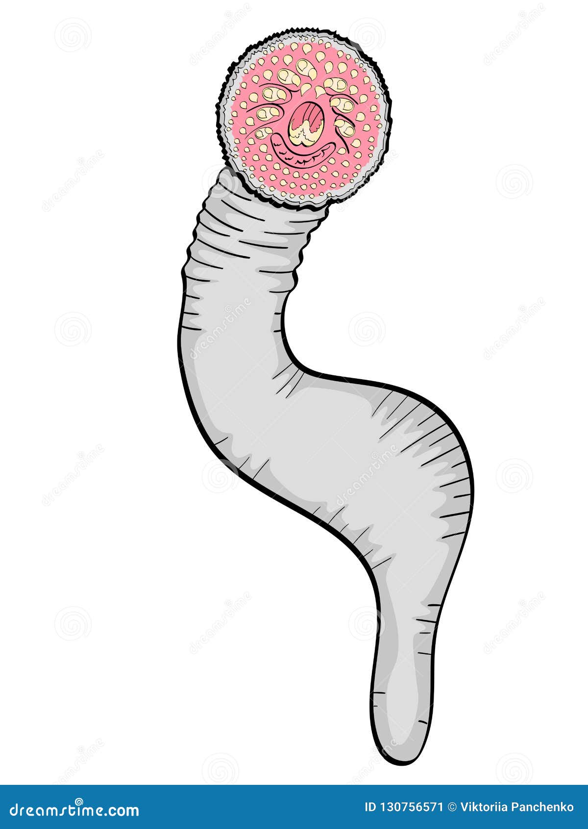 Lamprey, Vector Cartoon Illustration | CartoonDealer.com #65322896