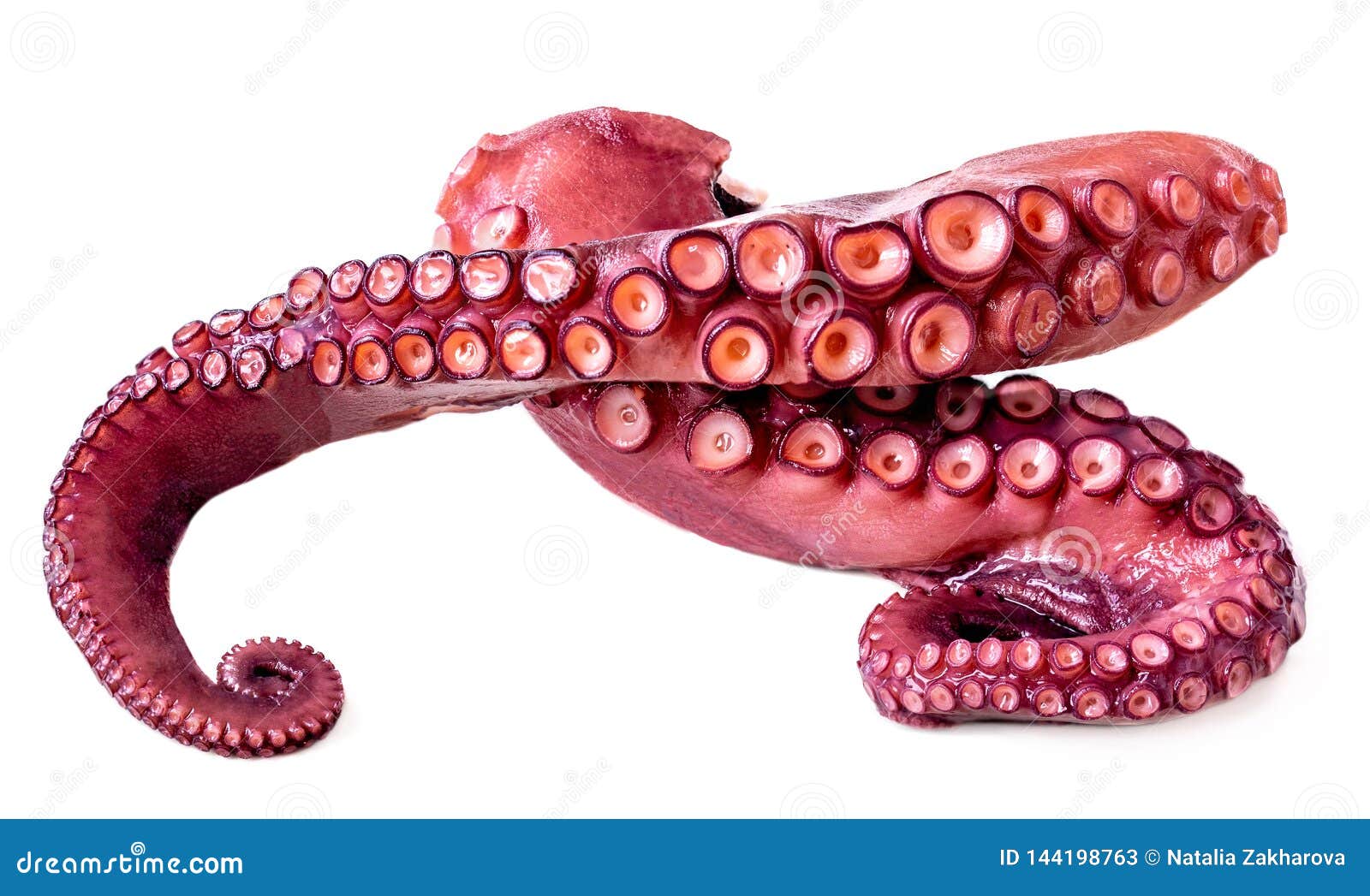 Isolated Octopus. Tentacles of Octopus Isolated on White Background ...