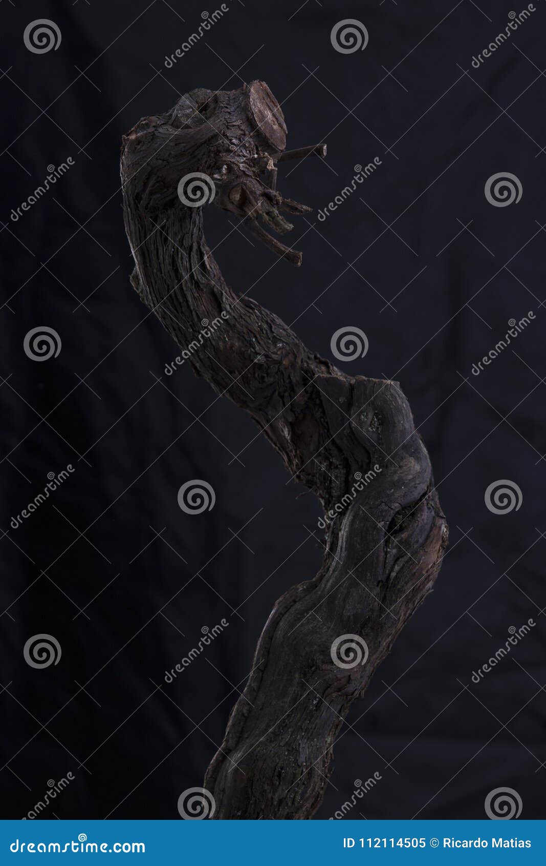 Isolated Old Vine in a Black Background Stock Image - Image of nature ...