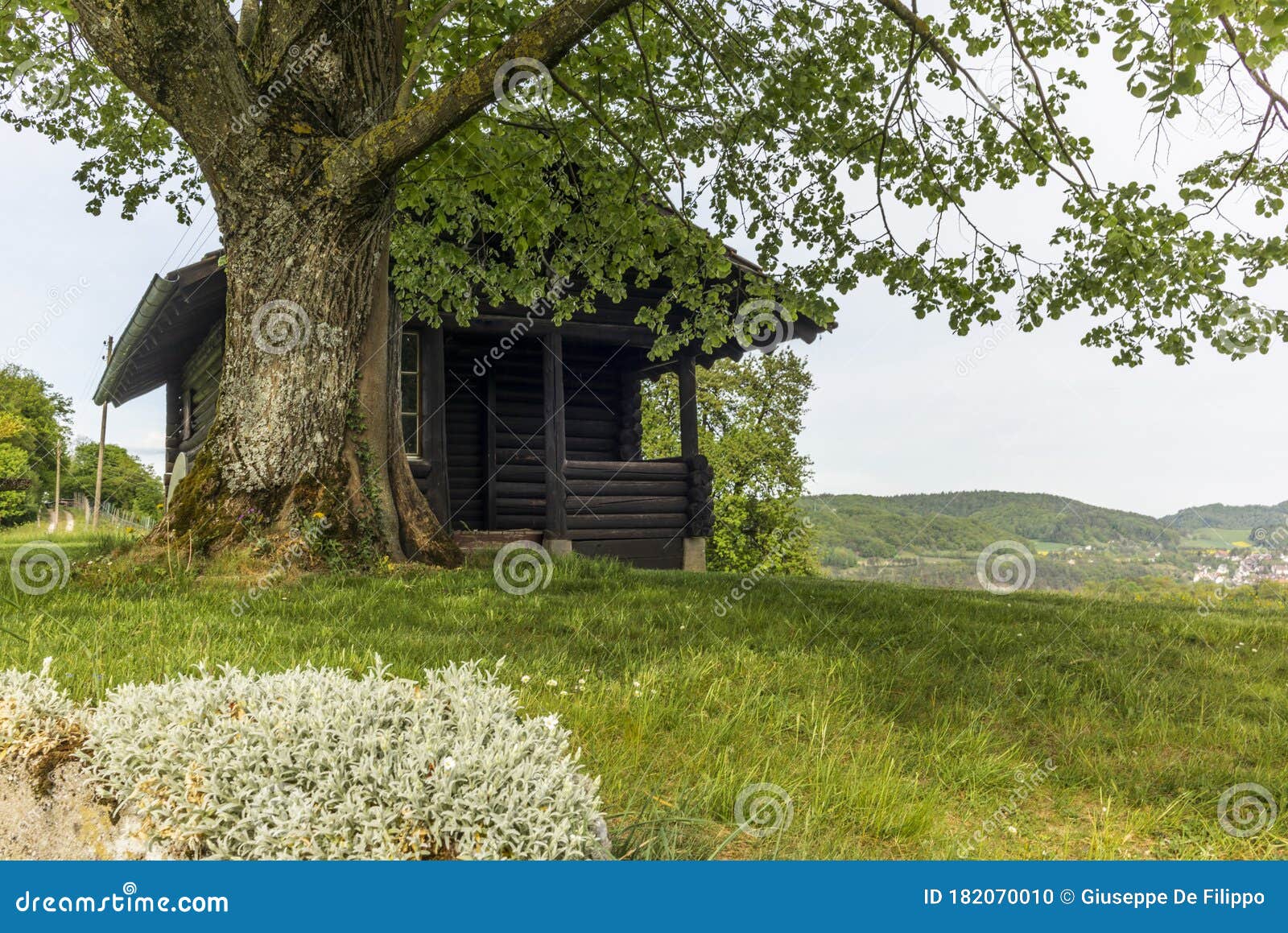 An Isolated Old Log Hut in the Shadow of a Oak Tree in Switzerland ...