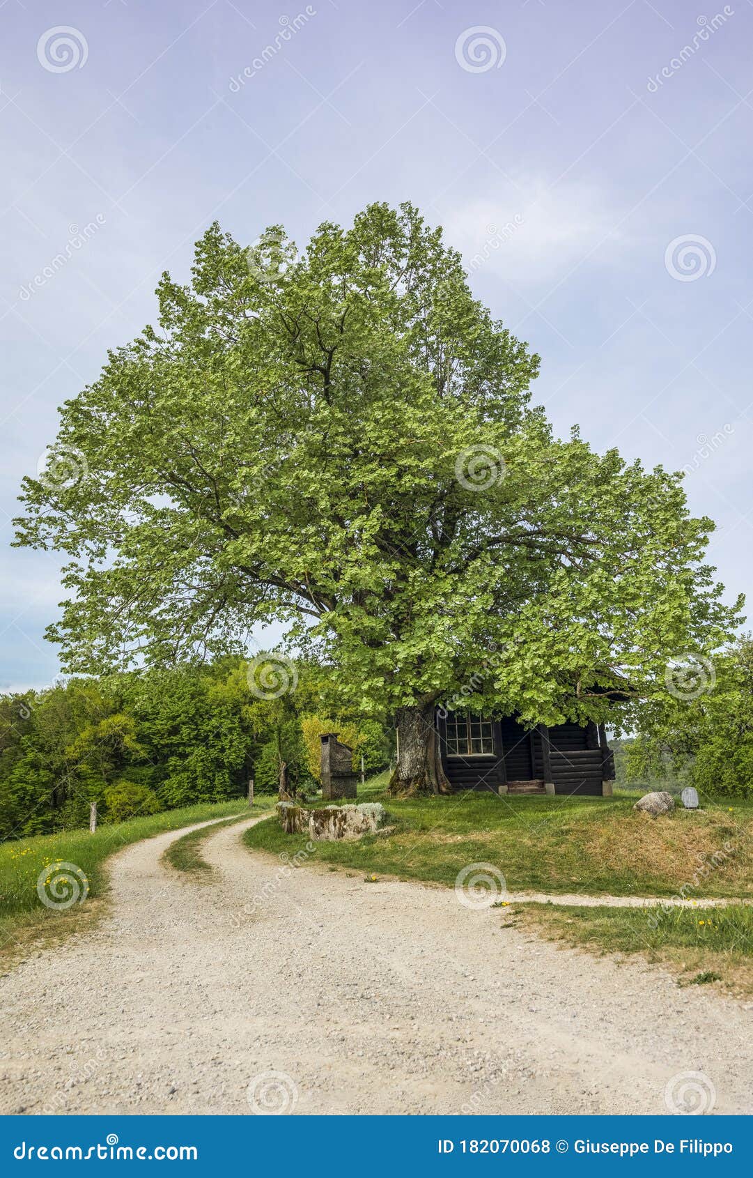 An Isolated Old Log Hut in the Shadow of a Oak Tree in Switzerland ...