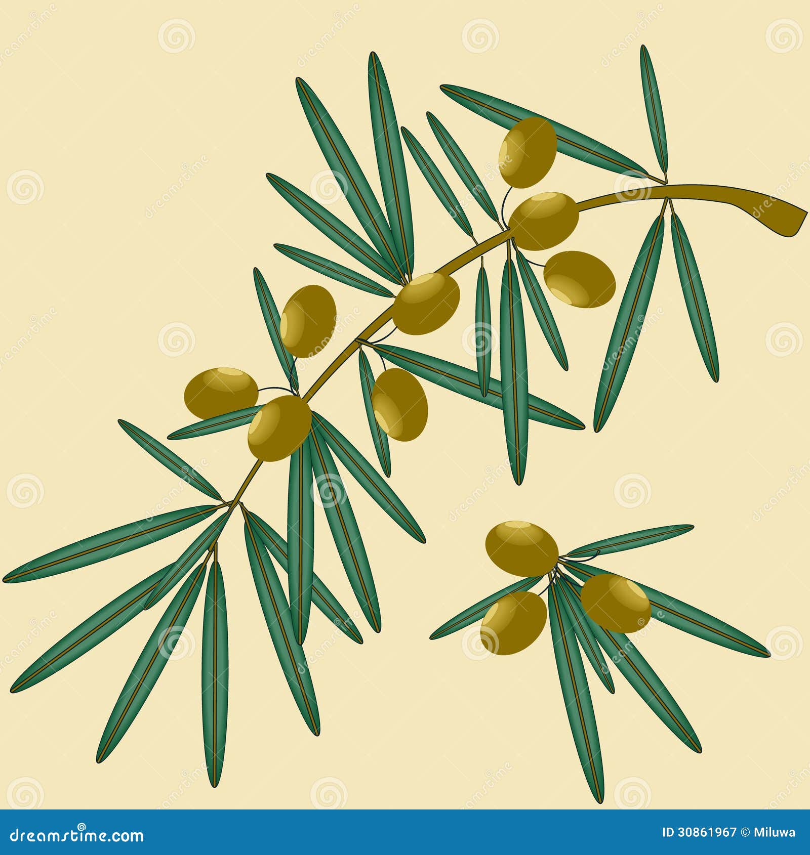 Isolated olive branch stock vector. Illustration of leaf - 30861967