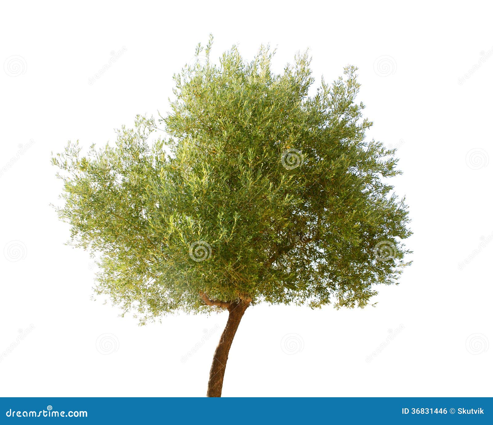 Isolated olive tree stock photo. Image of greenery, closeup - 36831446