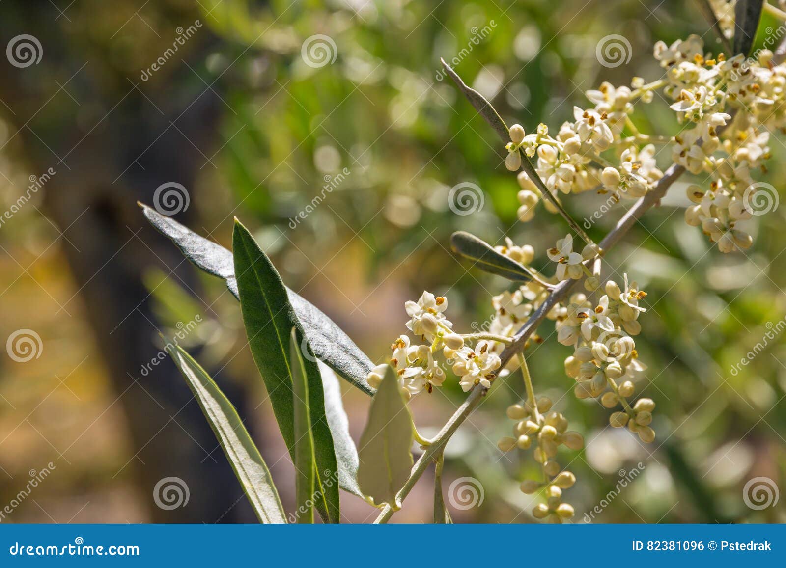 Isolated Olive Tree Flowers in Bloom Stock Photo - Image of ...