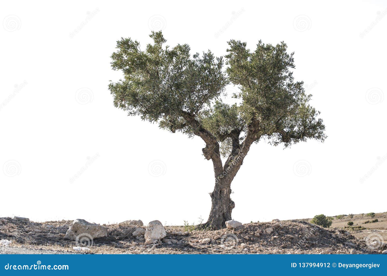 Isolated olive tree stock photo. Image of nature, botany - 137994912