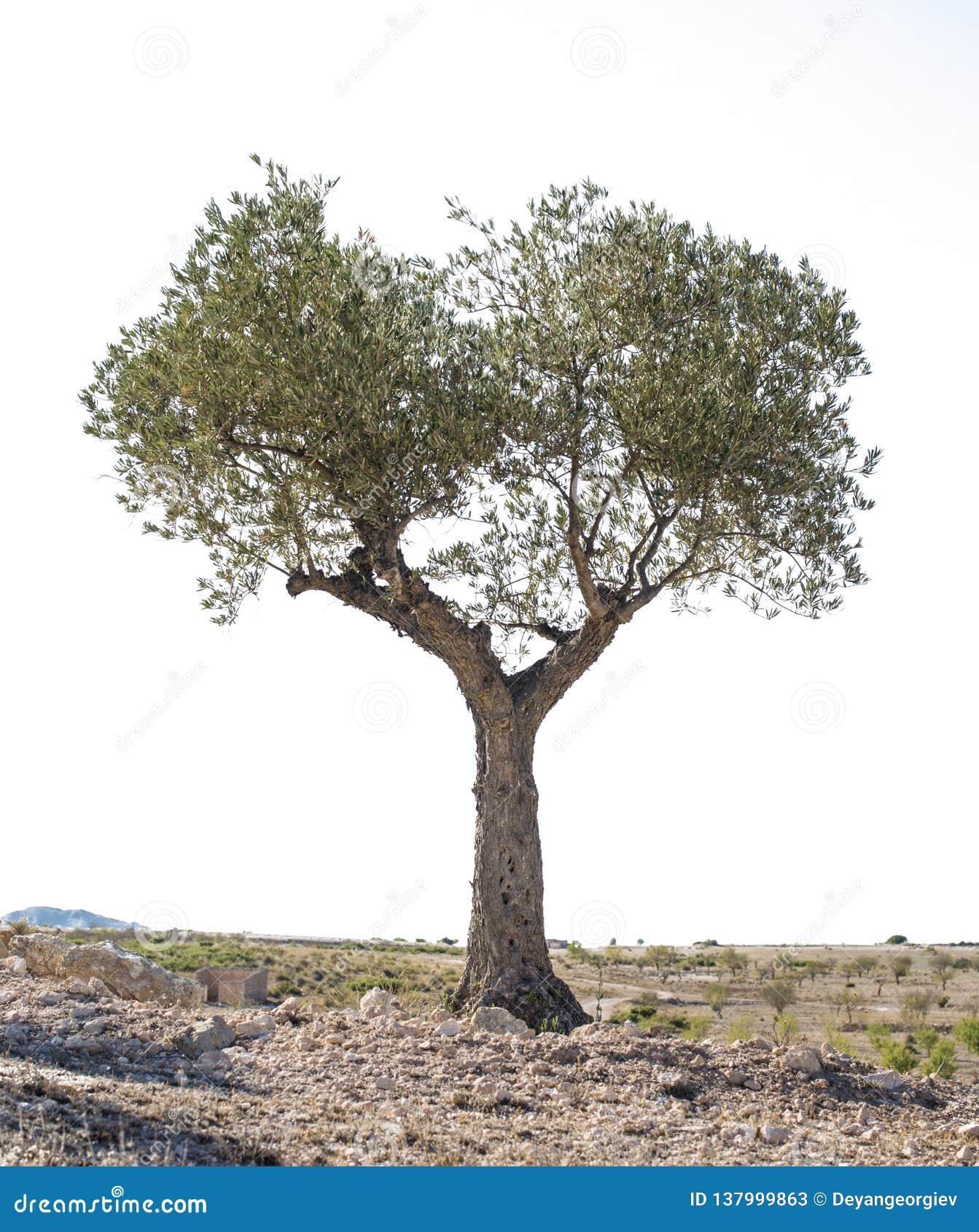 Isolated olive tree stock image. Image of care, green - 137999863