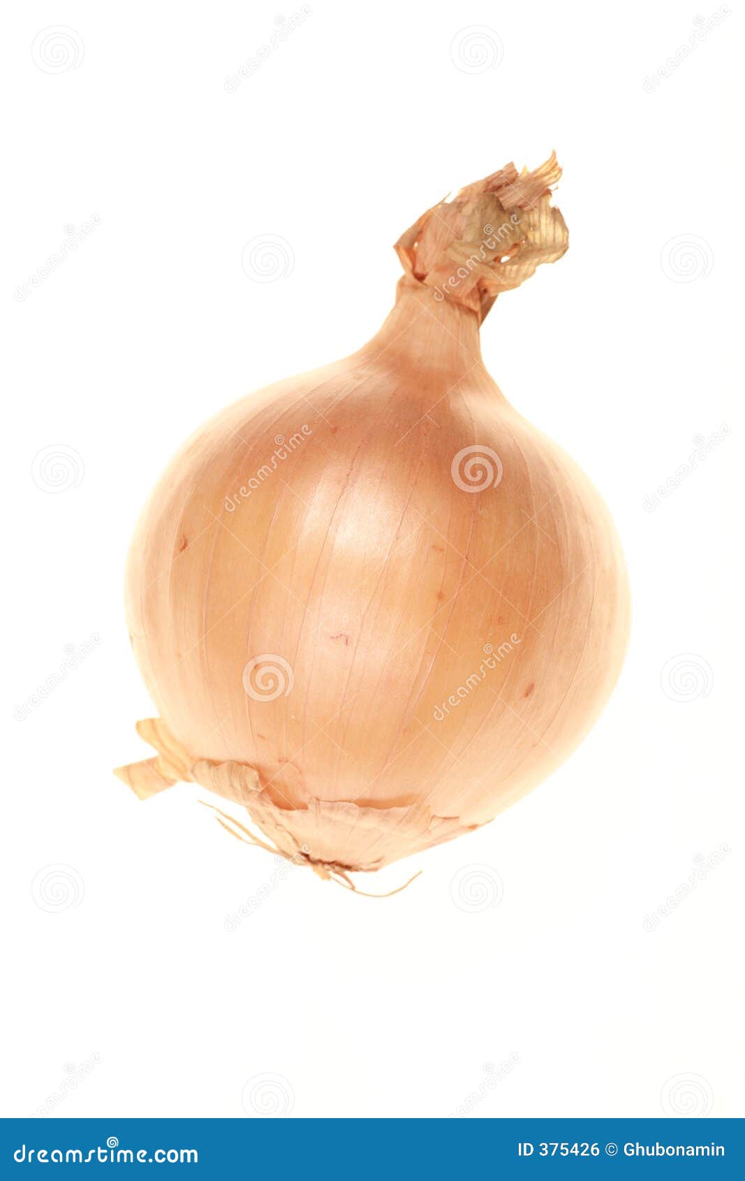 Isolated onion stock photo. Image of stalk, garden, nutritious - 375426