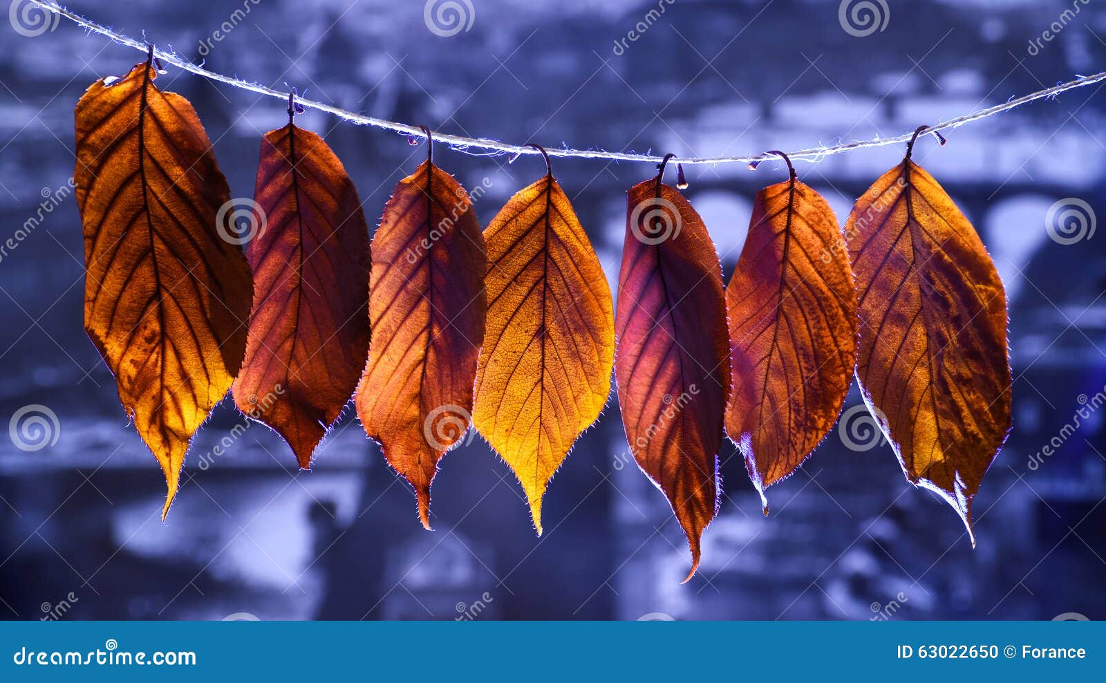 Isolated Orange Autumn Leaves Background Stock Photo - Image of october ...