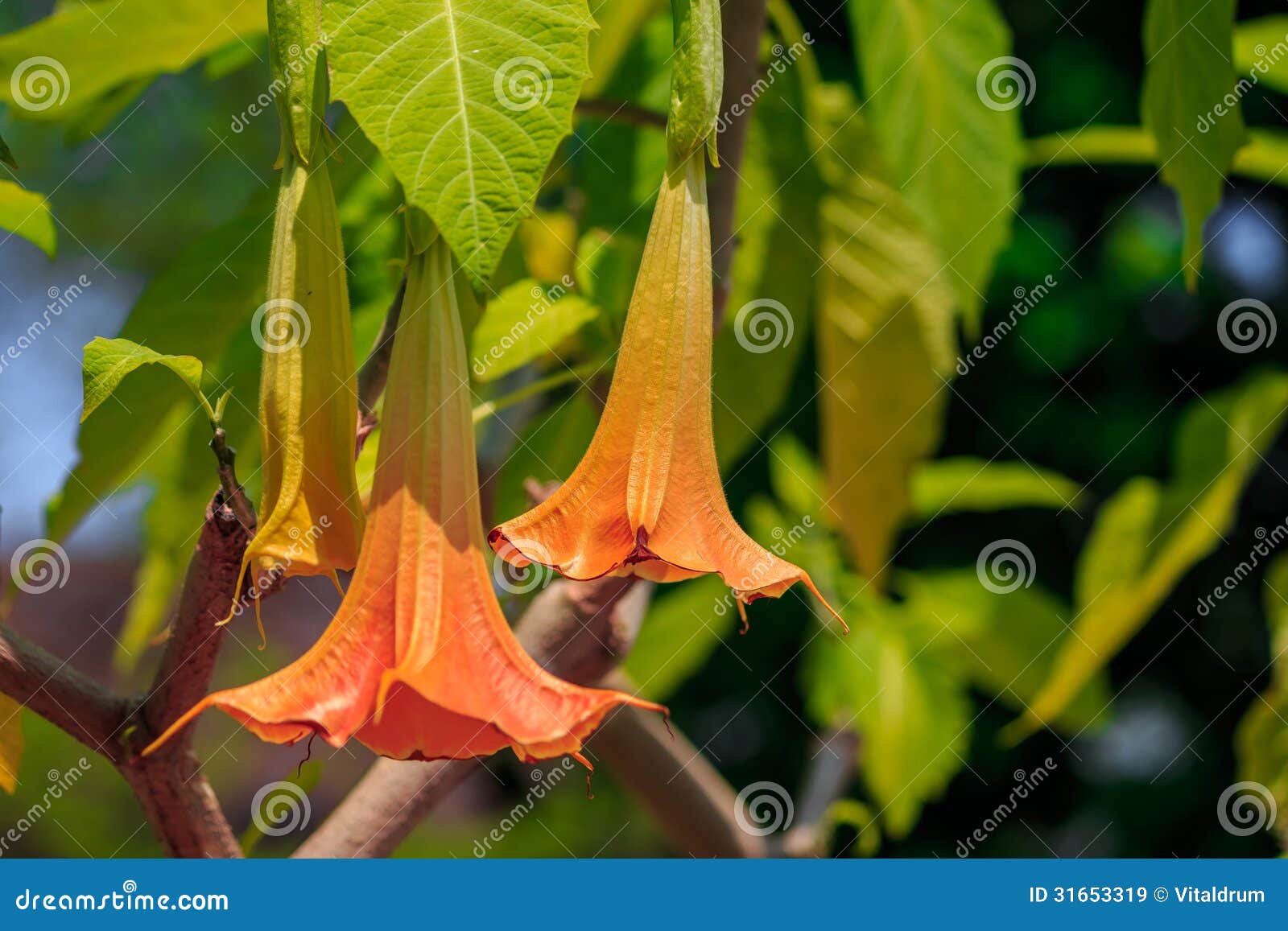 Isolated Orange Bell Flowers Stock Image - Image of plants, leaves ...