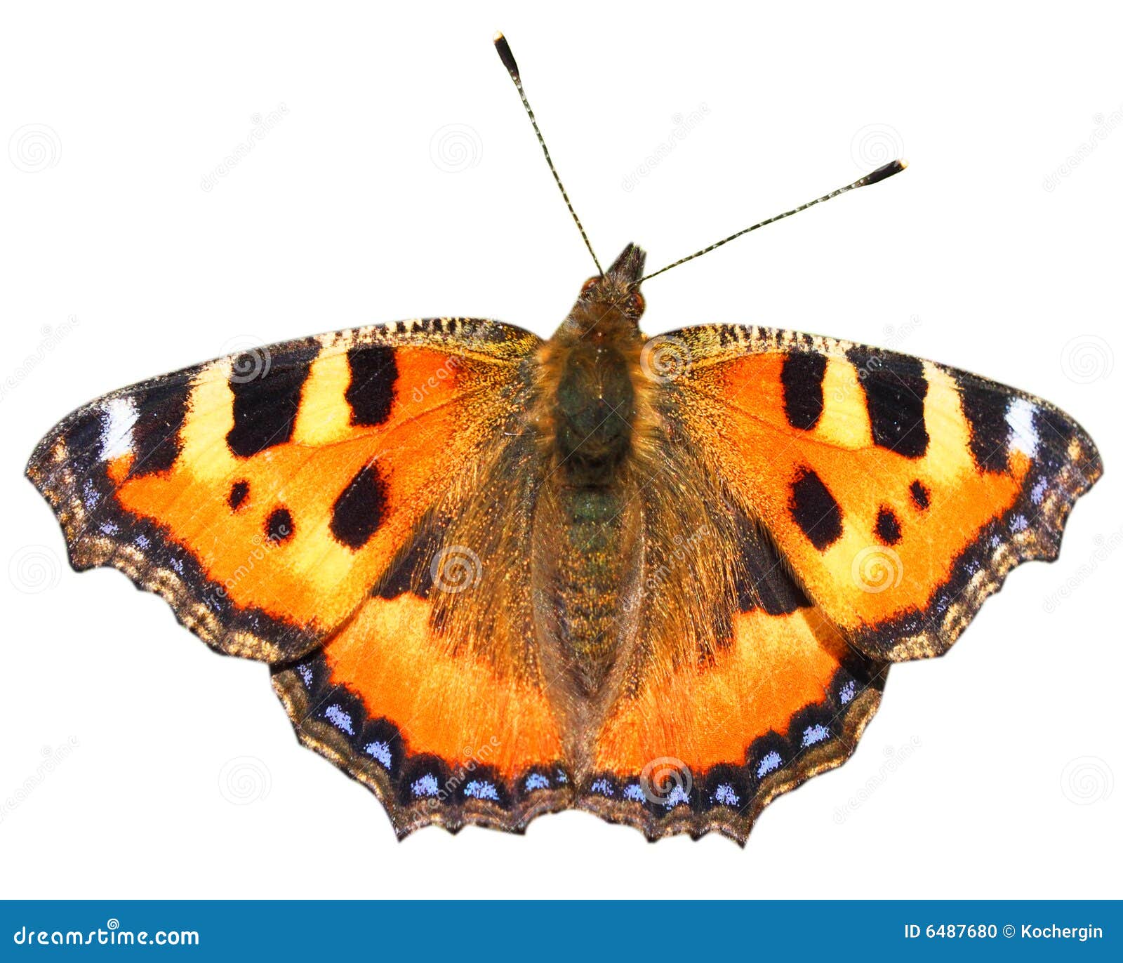 Orange Butterfly Royalty-Free Stock Photography | CartoonDealer.com ...