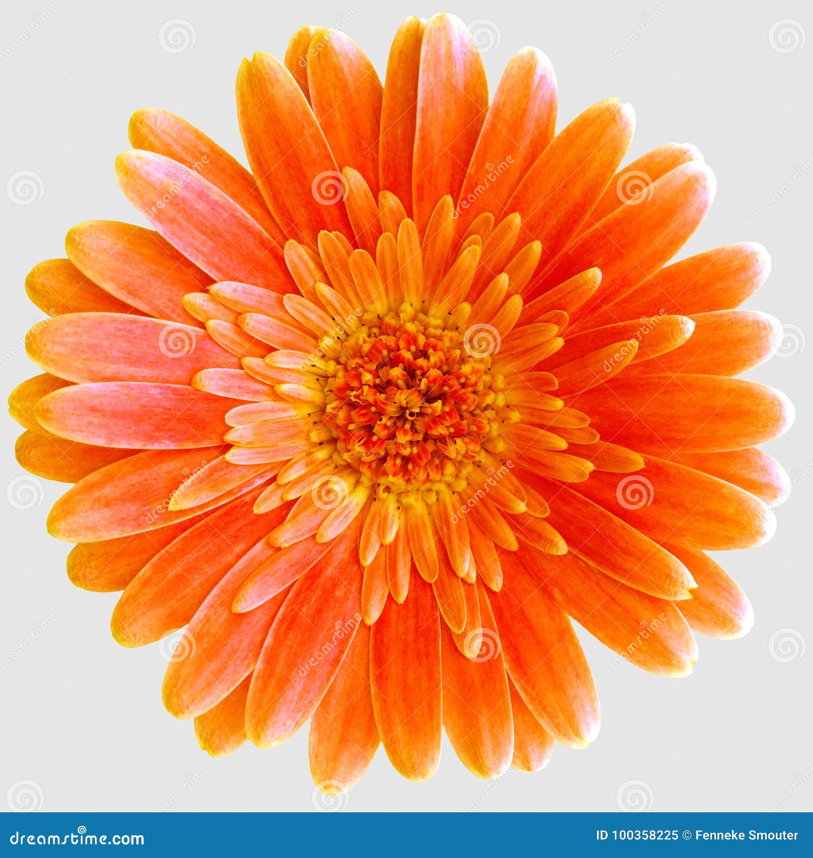 An Isolated Orange Gerbera Germini Flower Stock Image - Image of ...