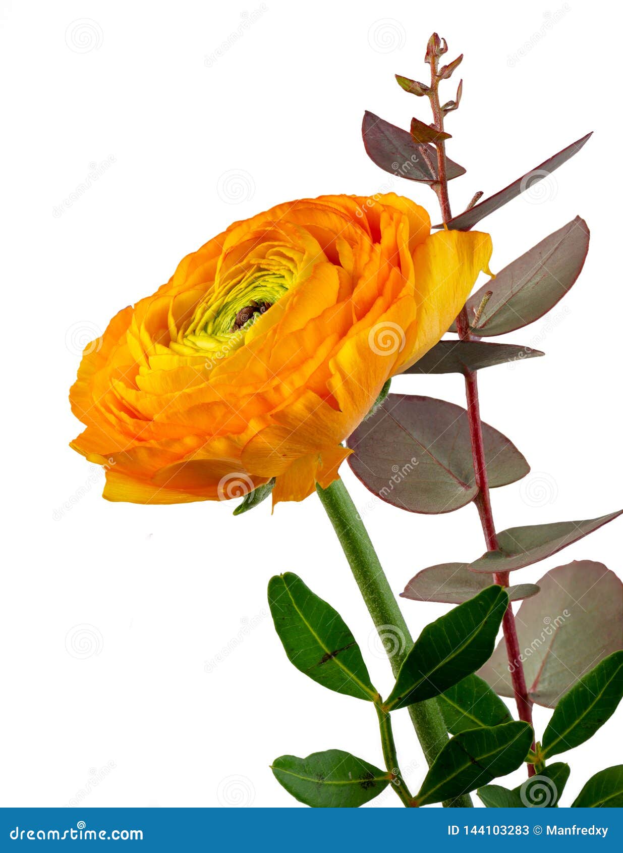Isolated Orange Ranunculus Flower Blossom Stock Image - Image of flora ...