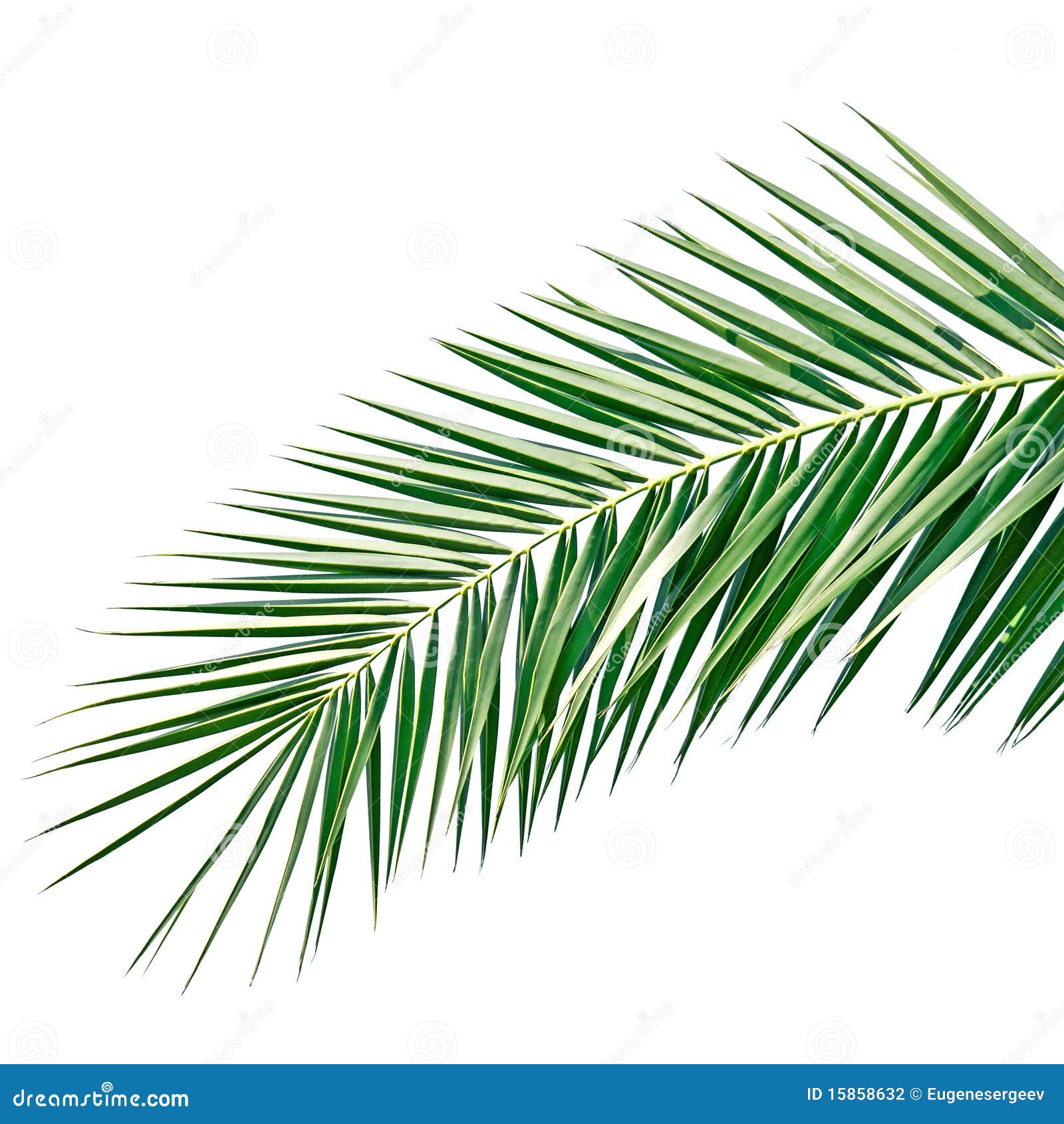 Isolated palm leaf stock photo. Image of growing, organic - 15858632