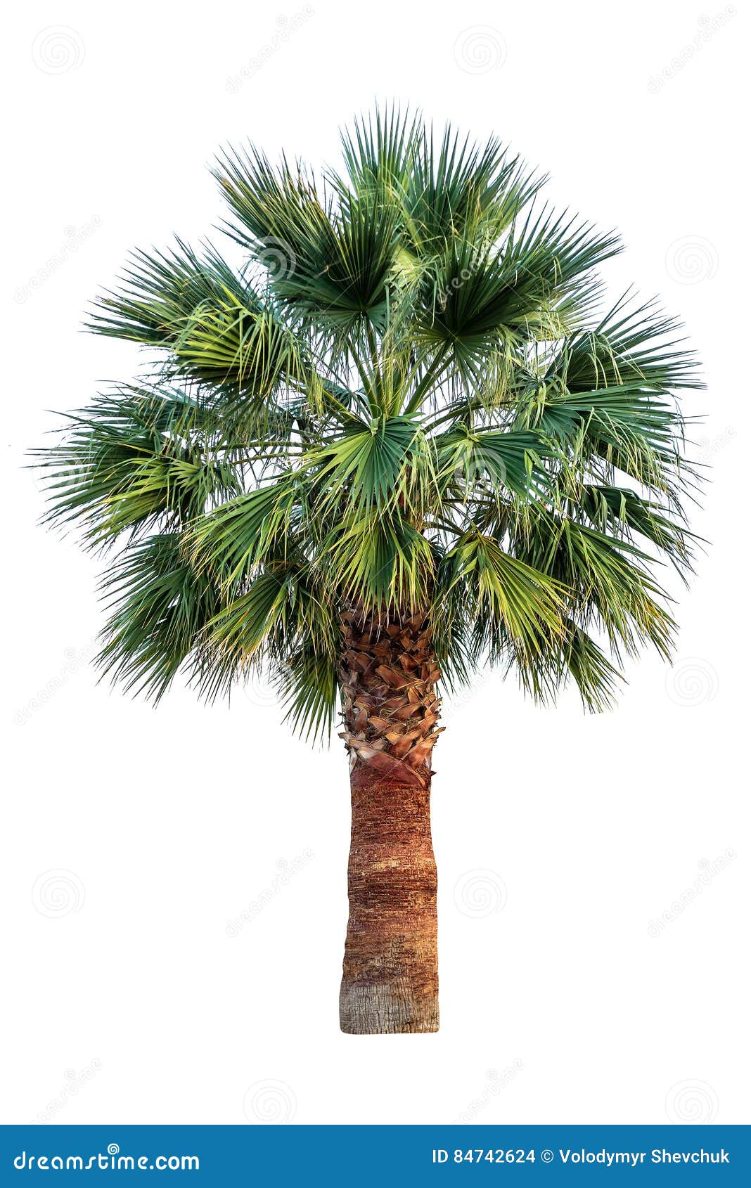 Isolated palm tree stock photo. Image of solitary, plants - 84742624
