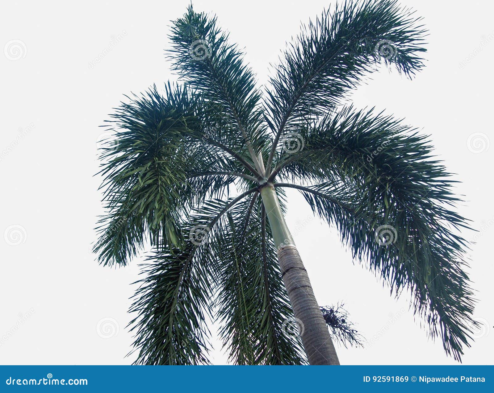 Isolated palm stock image. Image of bright, magnificent - 92591869