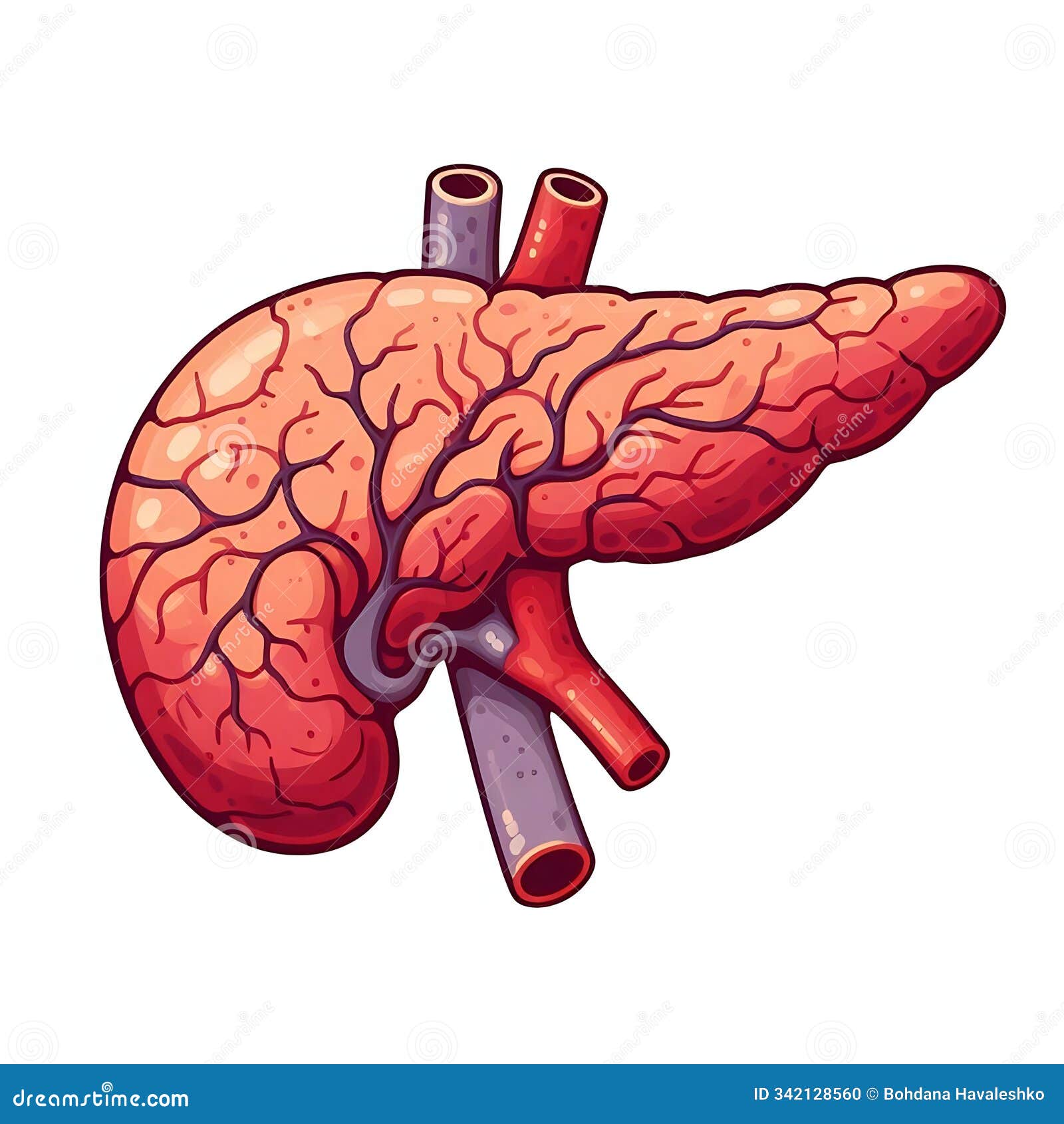 Isolated Pancreas Illustration – Flat Style Isolated on White ...