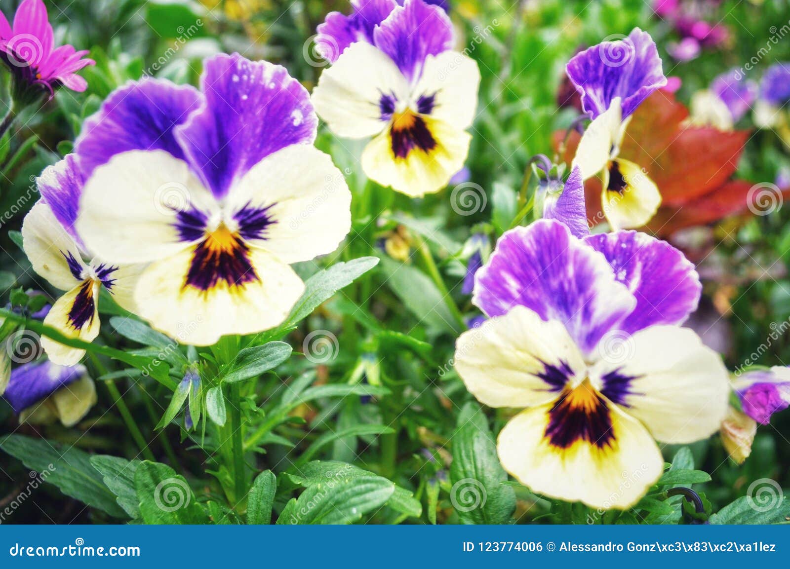 Isolated Pansy flower stock photo. Image of garden, diameter - 123774006