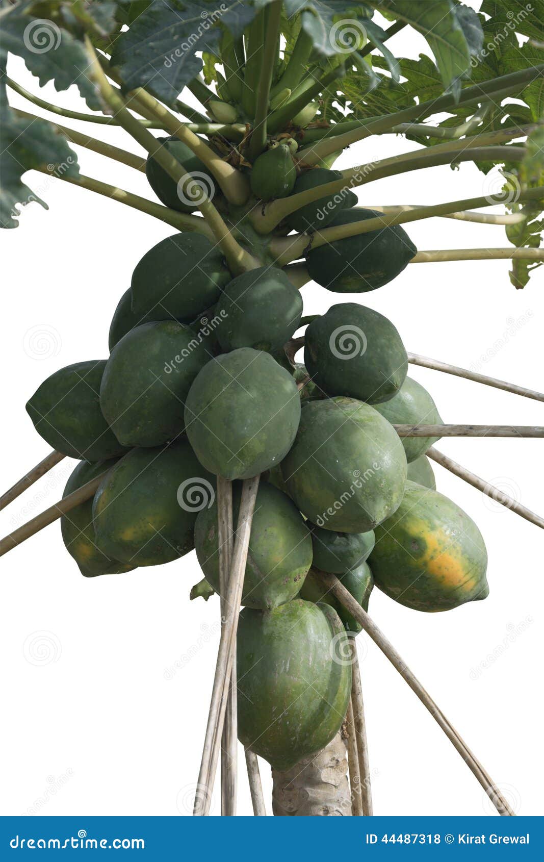 Isolated Papaya Tree stock photo. Image of natural, asia - 44487318
