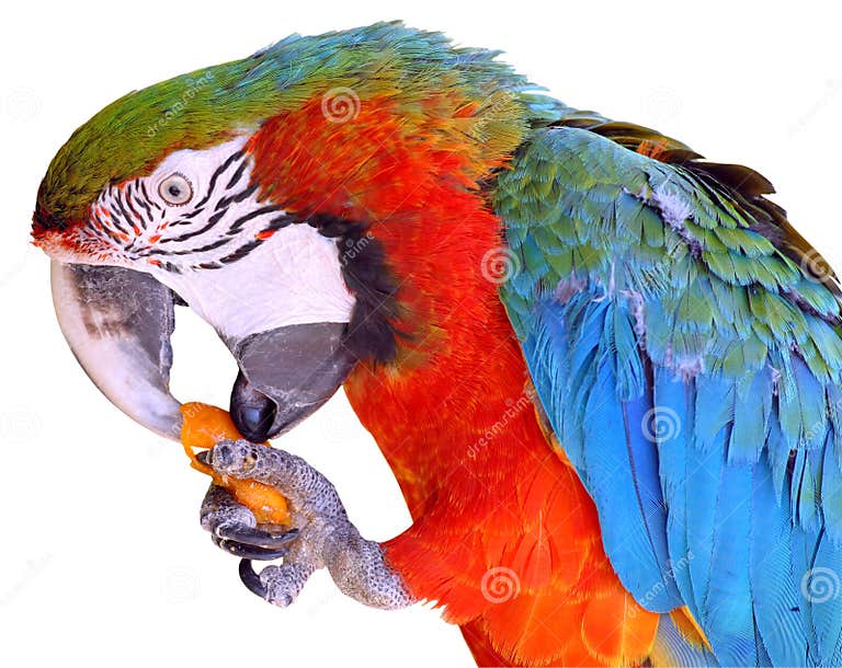 Isolated Parrot Eating Carrot Stock Photo - Image of bill, look: 4615070