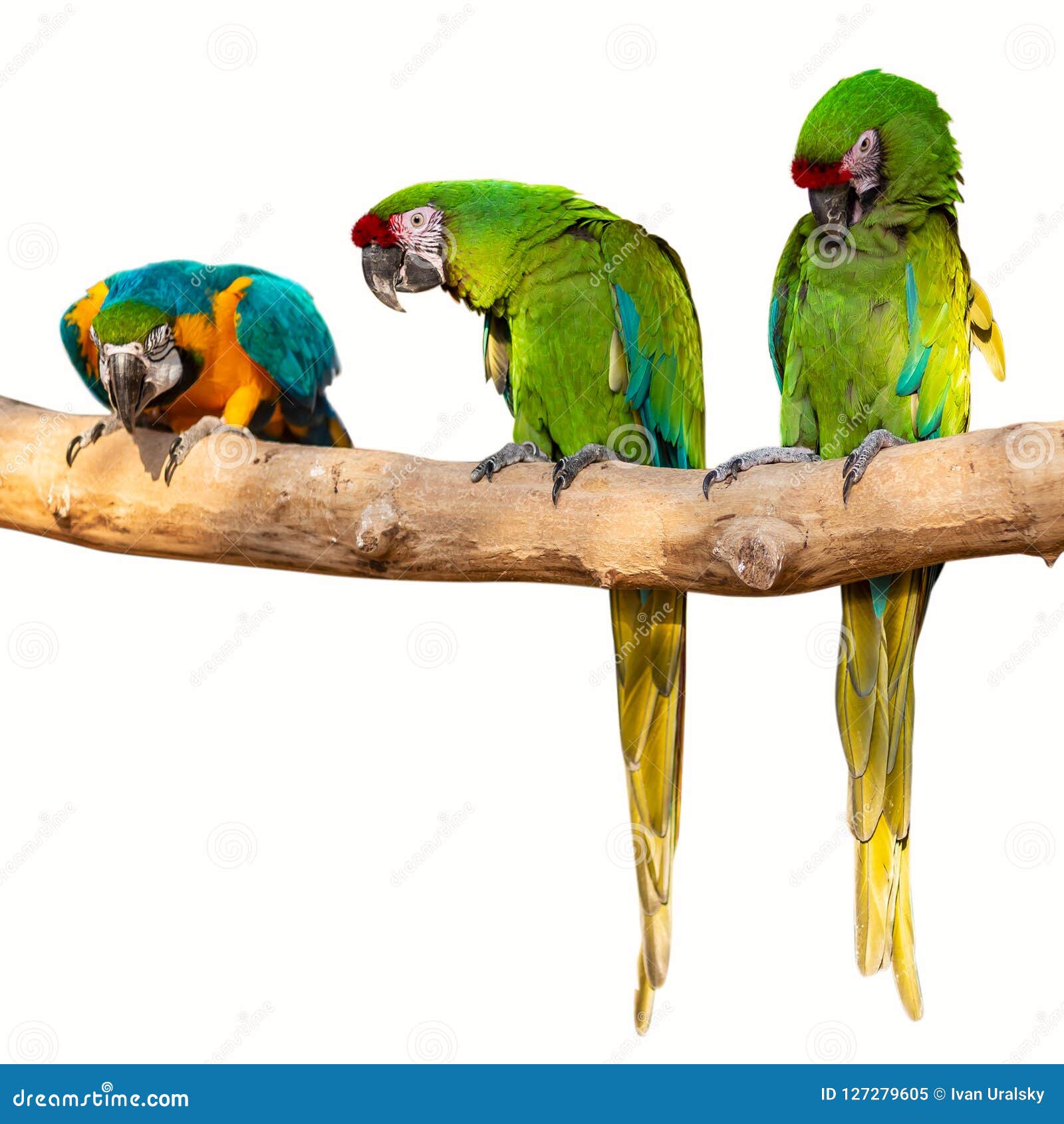 Isolated Parrots - Ara Ararauna on Tree Stock Image - Image of three ...