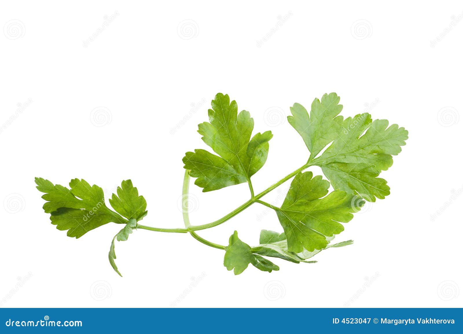 Parsley Leaf On Isolated White Background. Petroselinum Crispum ...