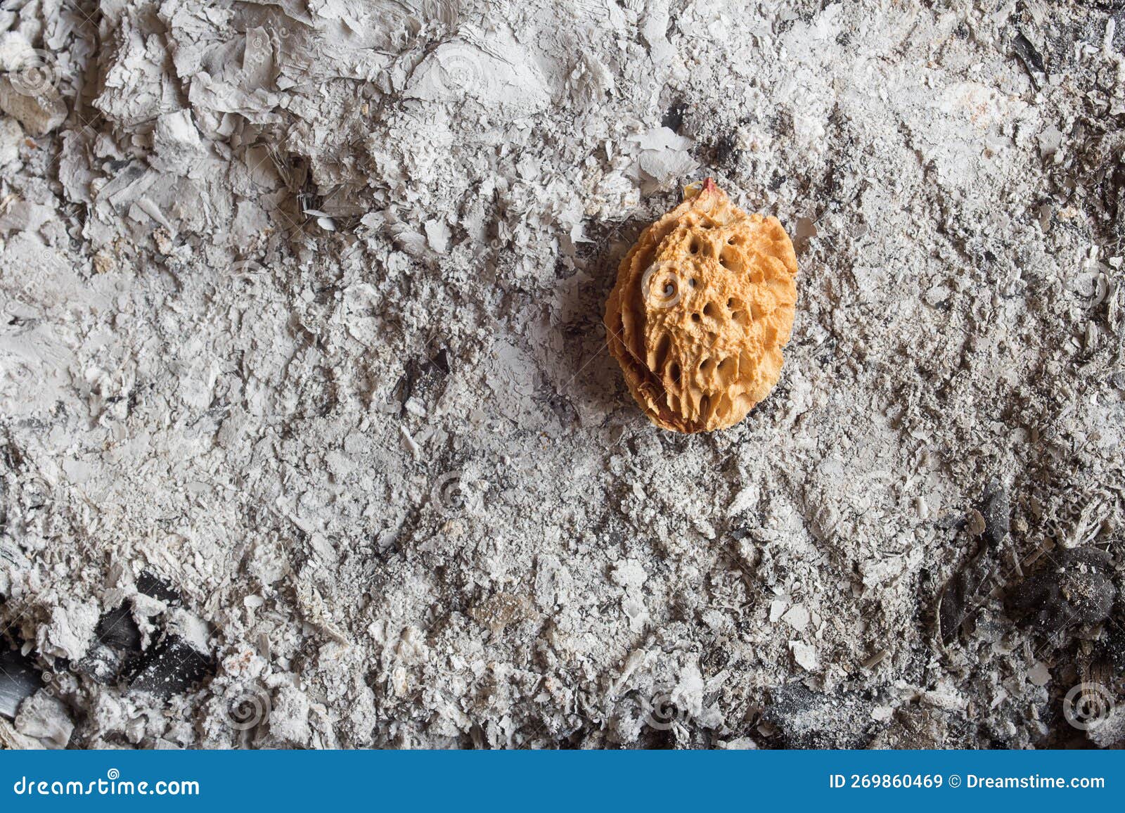 Isolated Peach Seed on Textured Ash Background Stock Image - Image of ...
