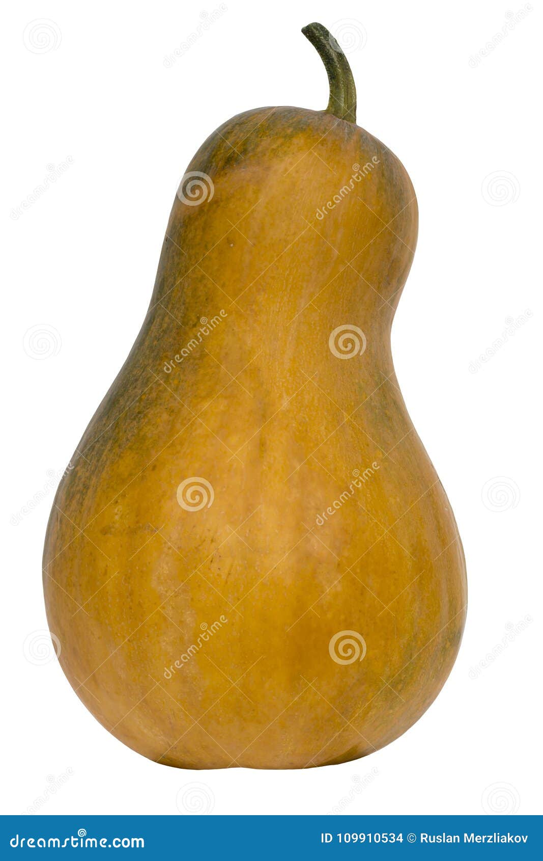 Orange pumpkin stock photo. Image of fresh, choice, context - 109910534