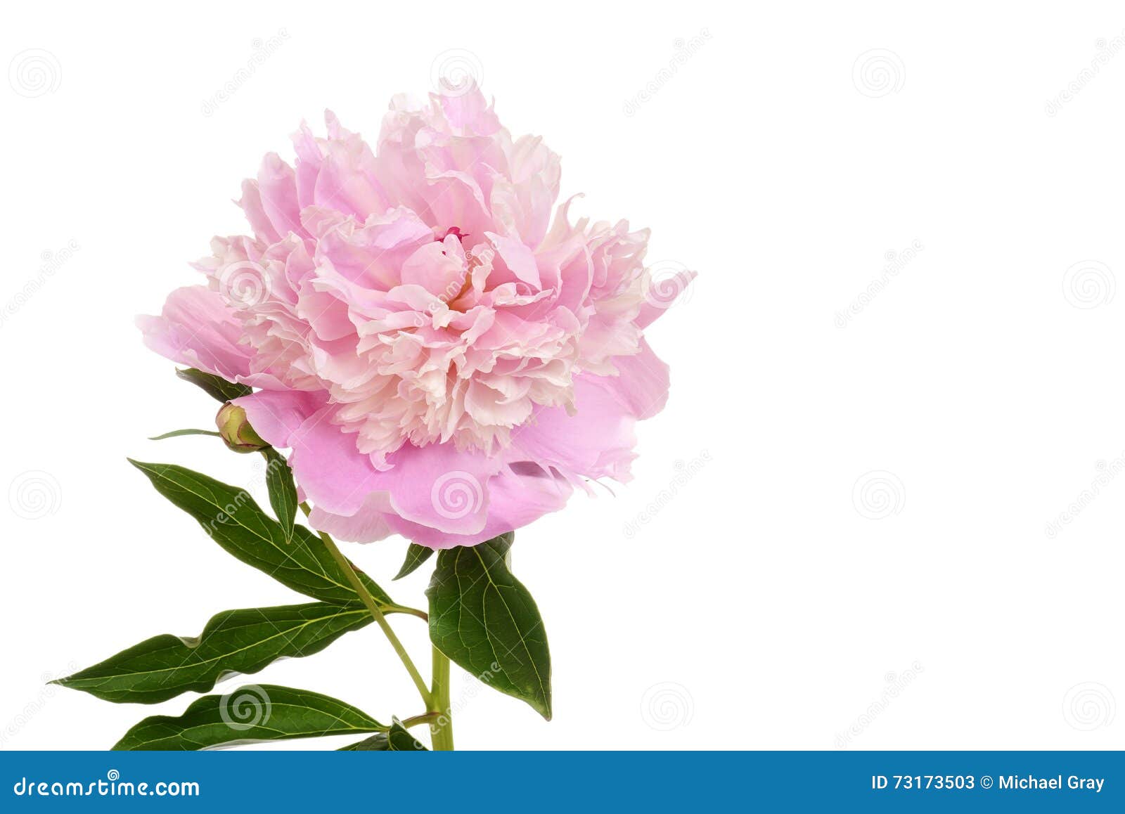 Isolated Peony Paeonia Lactiflora Stock Image - Image of lactiflora ...