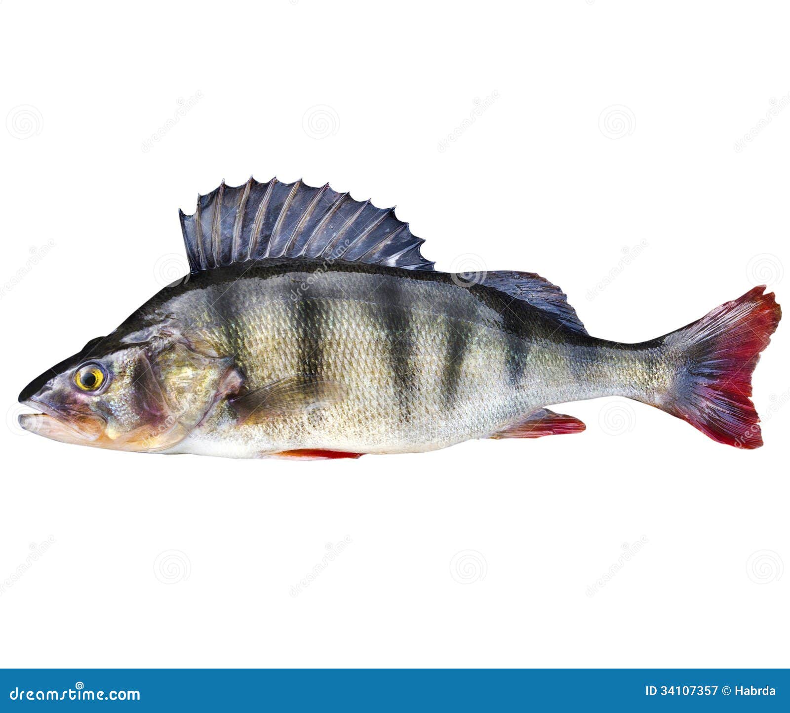 Isolated Perch, Freshwater Fish Stock Image - Image of background ...