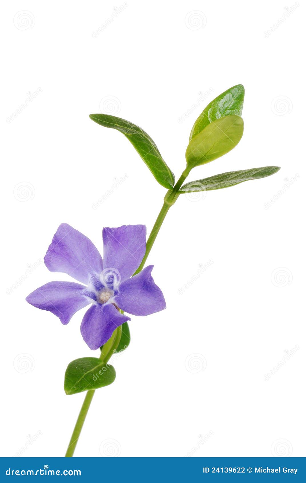 Periwinkle Flower, Vinca Minor, In Rain With Wet Green Leaves In Spring ...