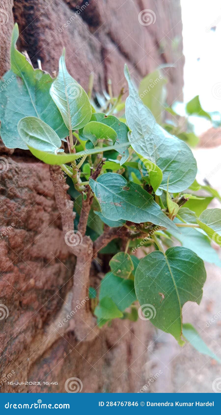 Isolated Photo of Baby Pipal Plants Which Grows in the Bricks of the ...