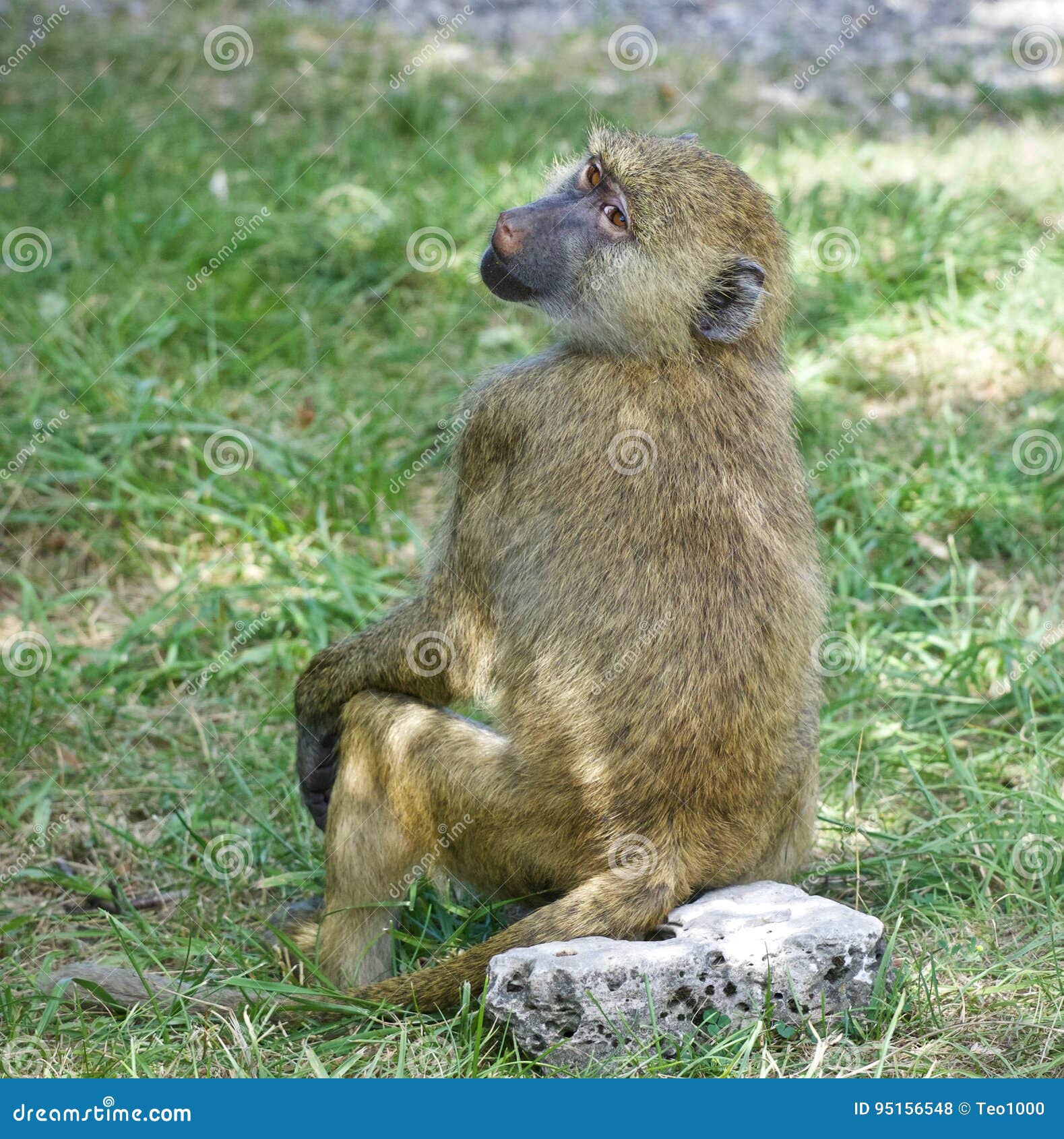 Isolated Photo of a Funny Baboon Looking Aside Stock Photo - Image of ...