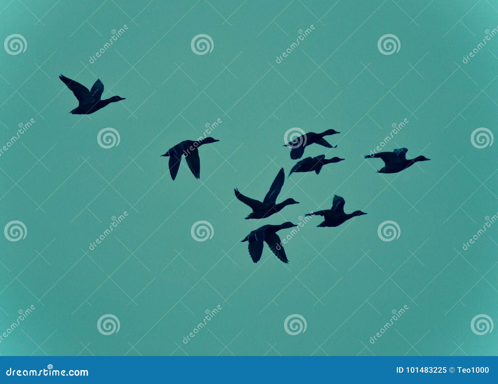 Beautiful Postcard with a Group of Mallards Flying Stock Image - Image ...