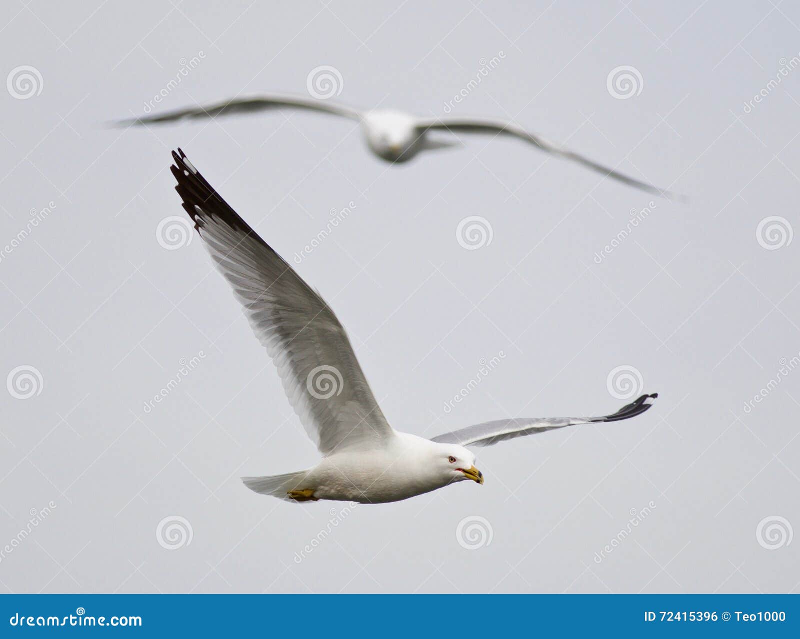 Isolated Photo of Two Gulls Flying in the Sky Stock Photo - Image of ...