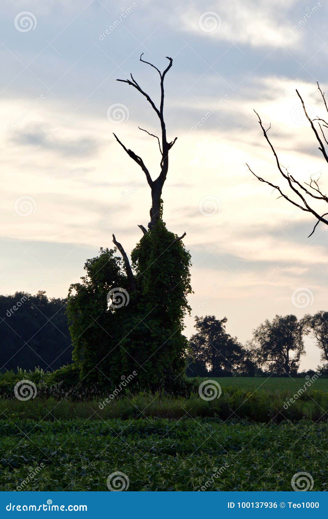 Beautiful Isolated Image of an Amazing Old Trees Stock Photo - Image of ...