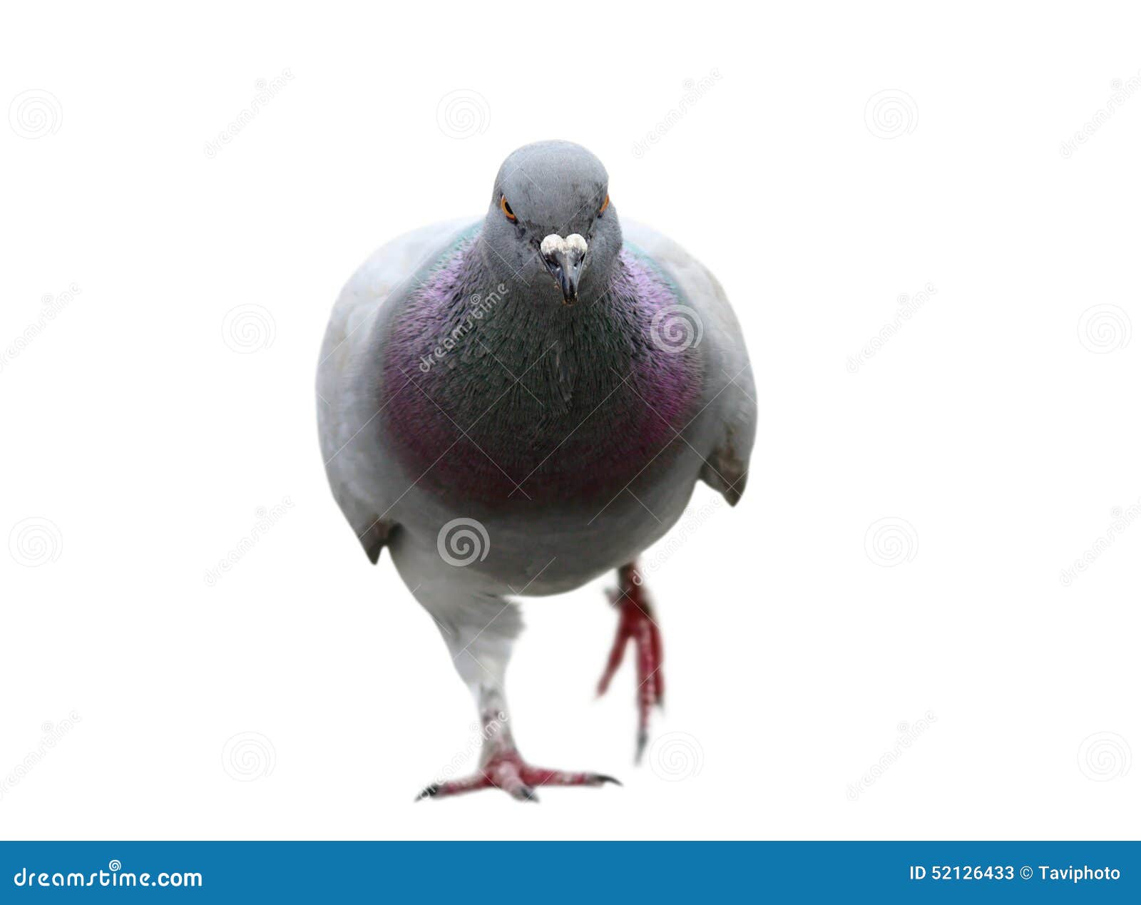 Isolated Pigeon Coming Towards Camera Stock Image - Image of portrait ...